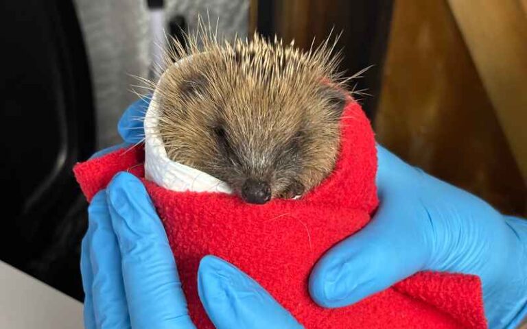 'Hogspital' appeal launched to care for local hedgehogs - Read more on ...
