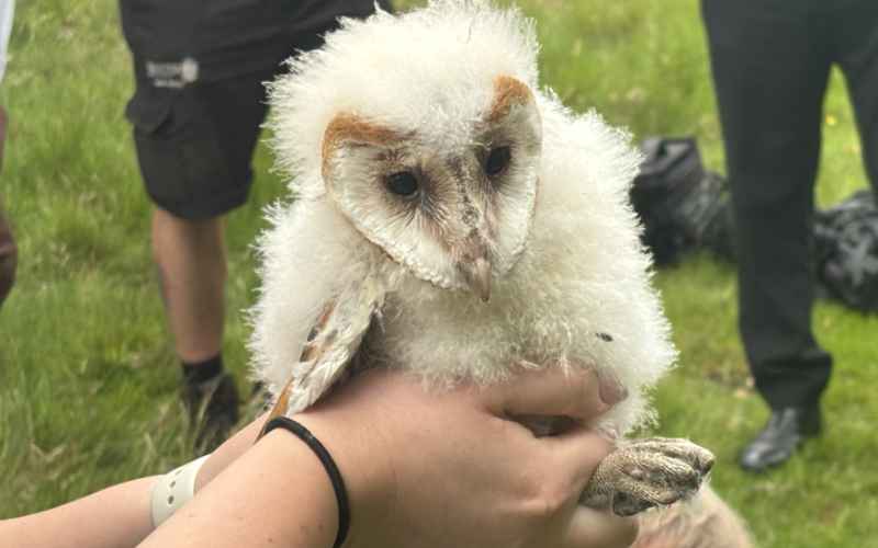 Barn owls ringed by district expert - Read more on Brightlingsea Info